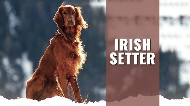 Irish Setter - Dog Breed Information About The Energetic GunDog - Petmoo