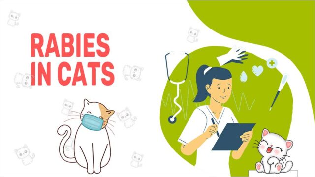 Rabies In Cats - Symptoms, Causes, And Treatment - Petmoo