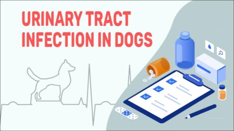 Urinary Tract Infection In Dogs: Symptoms And Treatment - Petmoo