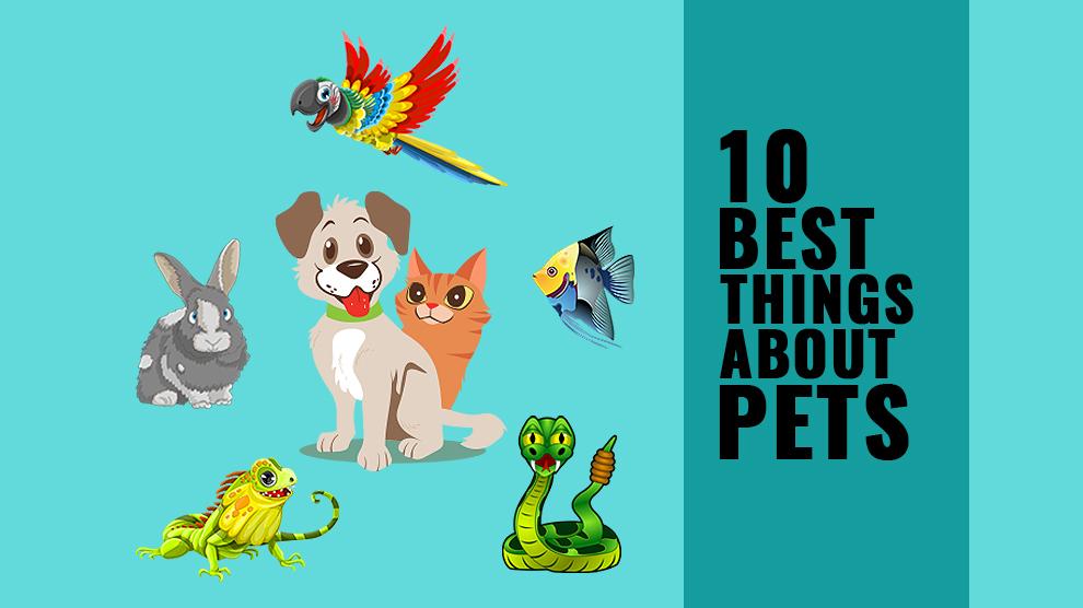 10 Benefits Of Pets - Why Pets Are Good For You? - Petmoo