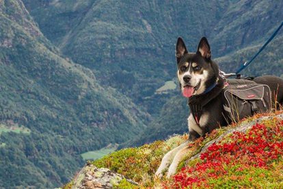 10 Cutest Small Dog Breeds - The Most Lovable Apartment Dogs - Petmoo