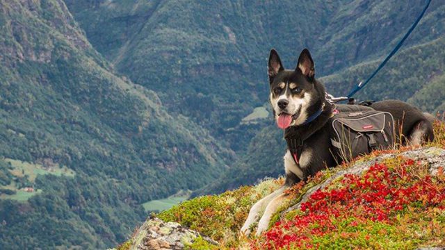 Working Dogs - Types & Their Special Jobs - Petmoo