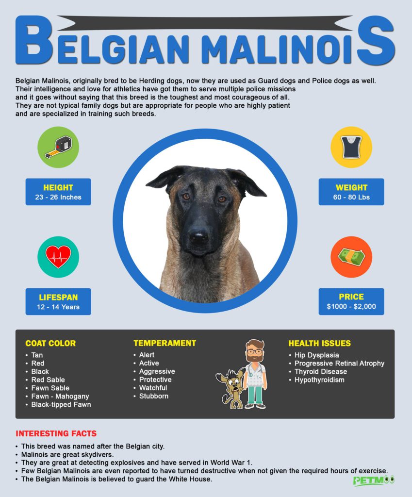 Belgian Malinois Dog Breed Information - Petmoo