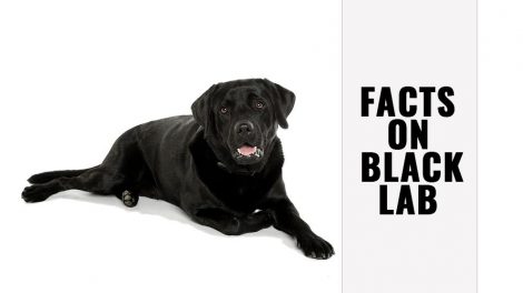 Black Lab – Complete Guide On The Black Labrador Retriever - Petmoo