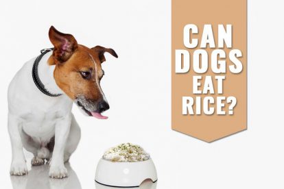What Foods Can Dogs Eat? 43 Safe People Food - Petmoo