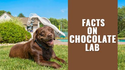 Chocolate Lab Puppies - Chocolate Labrador Retriever Facts - Petmoo