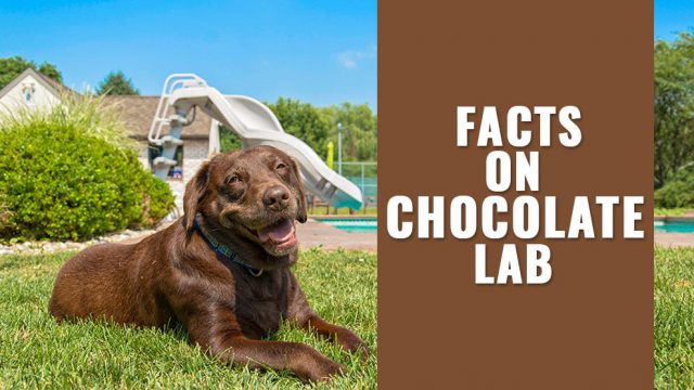 Chocolate Lab Puppies - Chocolate Labrador Retriever Facts - Petmoo