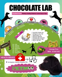 Chocolate Lab Puppies - Chocolate Labrador Retriever Facts - Petmoo