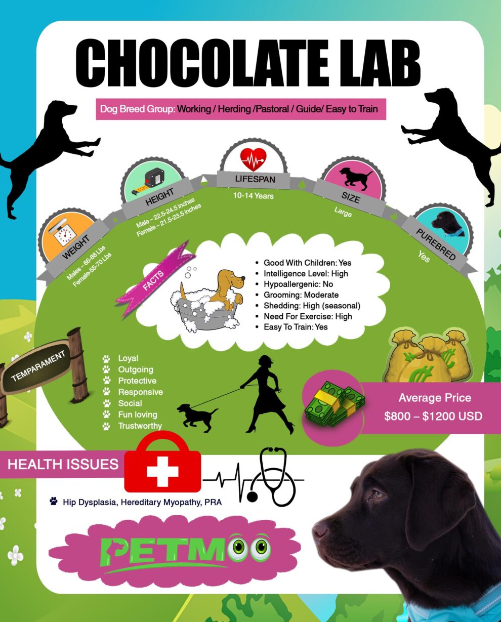 Chocolate Lab Puppies - Chocolate Labrador Retriever Facts - Petmoo