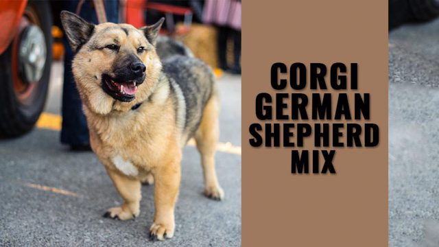 Corgi German Shepherd Mix: 10 Facts On The Corman Shepherd - Petmoo