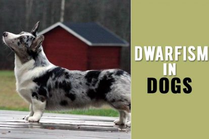 Corgi German Shepherd Mix: 10 Facts On The Corman Shepherd - Petmoo
