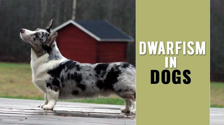 Dwarfism In Dogs - Bone Deformity Symptoms And Treatments - Petmoo