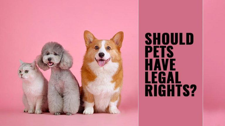 Laws About Pets - Laws That Protect Animals And Their Rights - Petmoo
