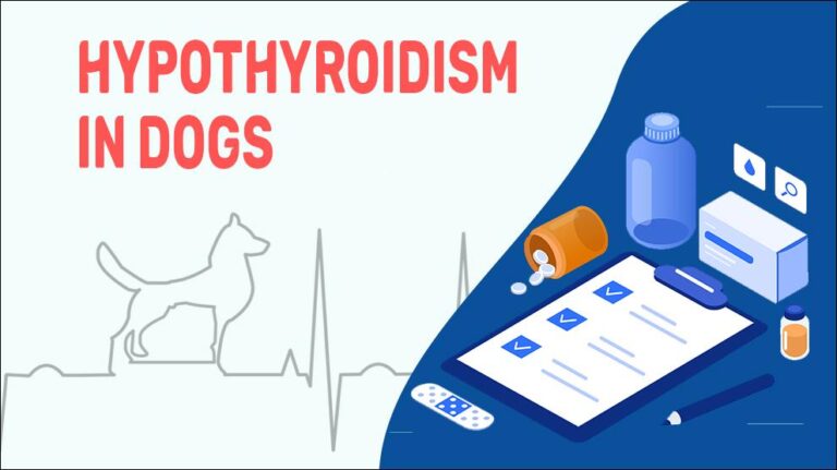Hypothyroidism In Dogs - Symptoms And Treatment - Petmoo