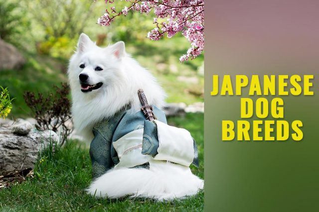 Black Lab – Complete Guide On The Black Labrador Retriever - Petmoo