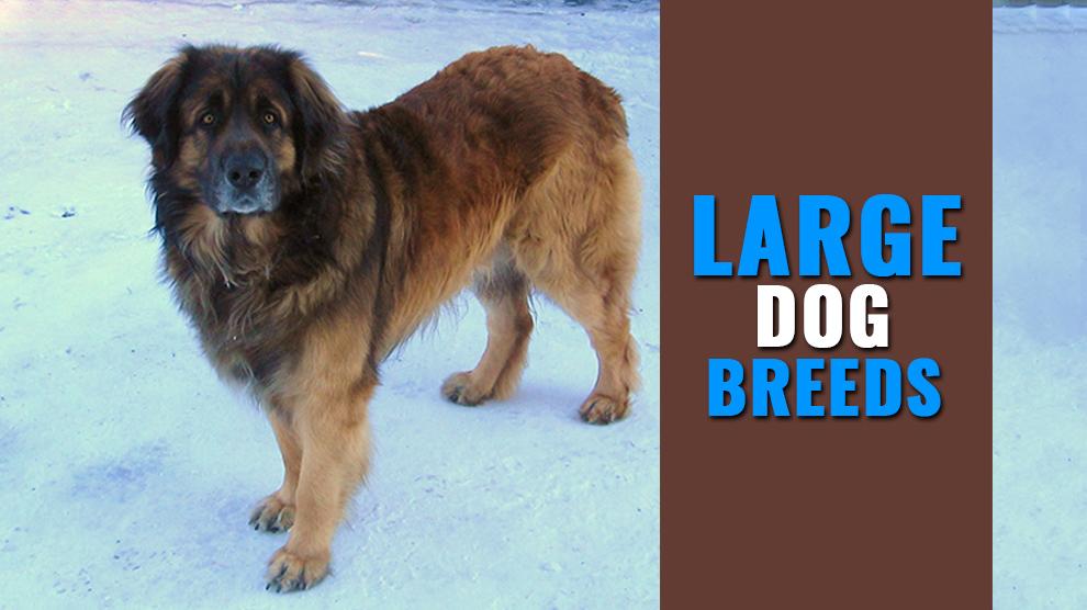 Large Dog Breeds - Sizable Dogs To Love - Petmoo