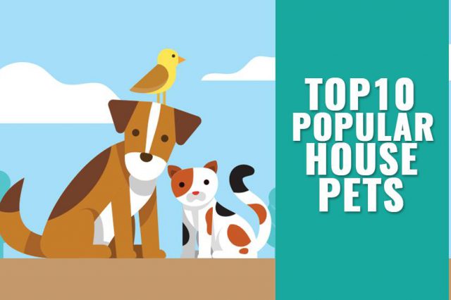 10 Benefits Of Pets - Why Pets Are Good For You? - Petmoo