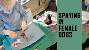 Spaying In Female Dogs – When To And Why To Spay? - Petmoo