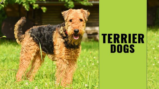 Terrier Dogs - 25 Terrier Types That’ll Make You Swoon - Petmoo