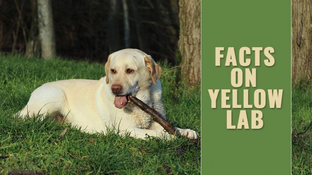 Yellow Lab – Complete Guide To The Yellow Labrador Retriever - Petmoo