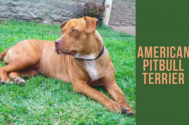 Pitbull Lab Mix - Complete Guide For A Bullador Owner - Petmoo
