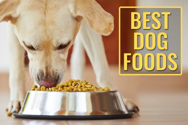What Foods Can Dogs Eat? 43 Safe People Food - Petmoo