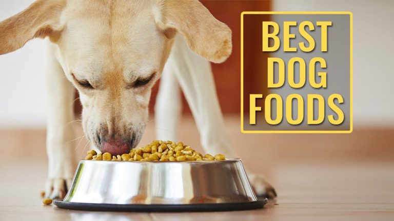 Best Dog Foods - A Complete Buying Guide - Petmoo