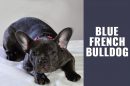 Bulldog - Dog Breed Information And Temperament - Petmoo