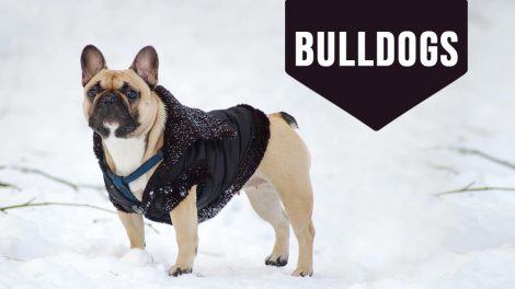 Bulldog - Dog Breed Information And Temperament - Petmoo