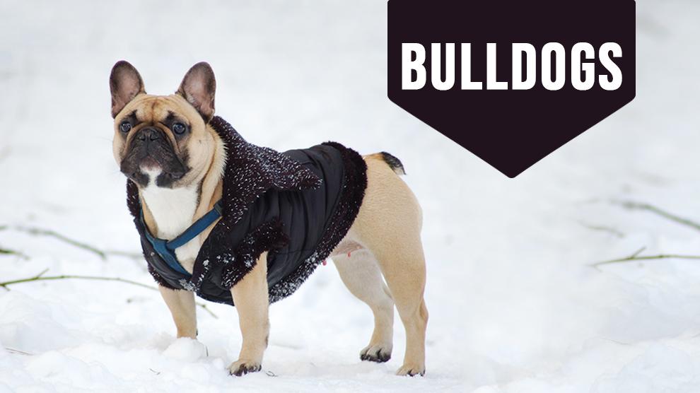 Bulldog - Dog Breed Information And Temperament - Petmoo