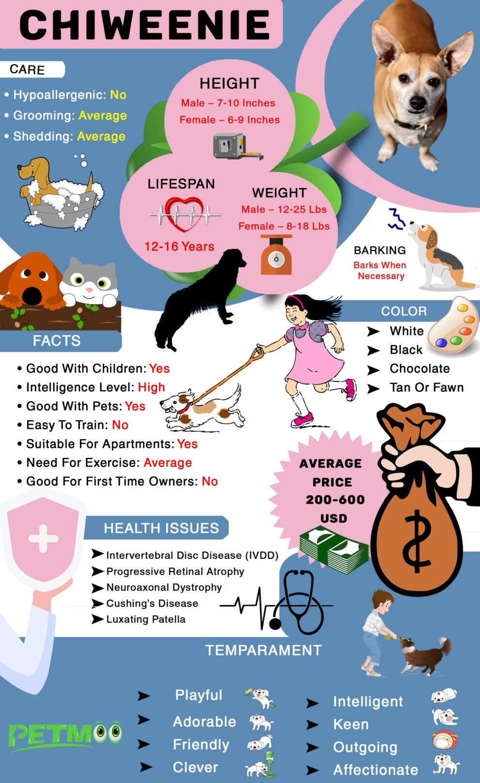 Chiweenie - Complete Breed Information On The Lap Dog - Petmoo