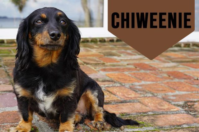 Black Lab – Complete Guide On The Black Labrador Retriever - Petmoo