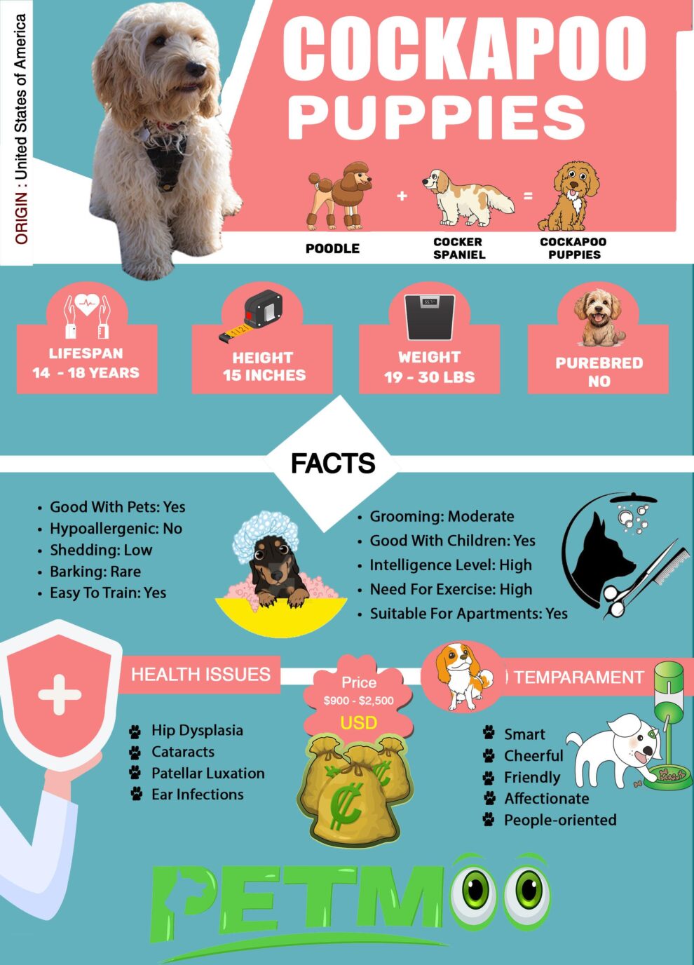 Cockapoo Puppies - Dog Breed Information - Petmoo