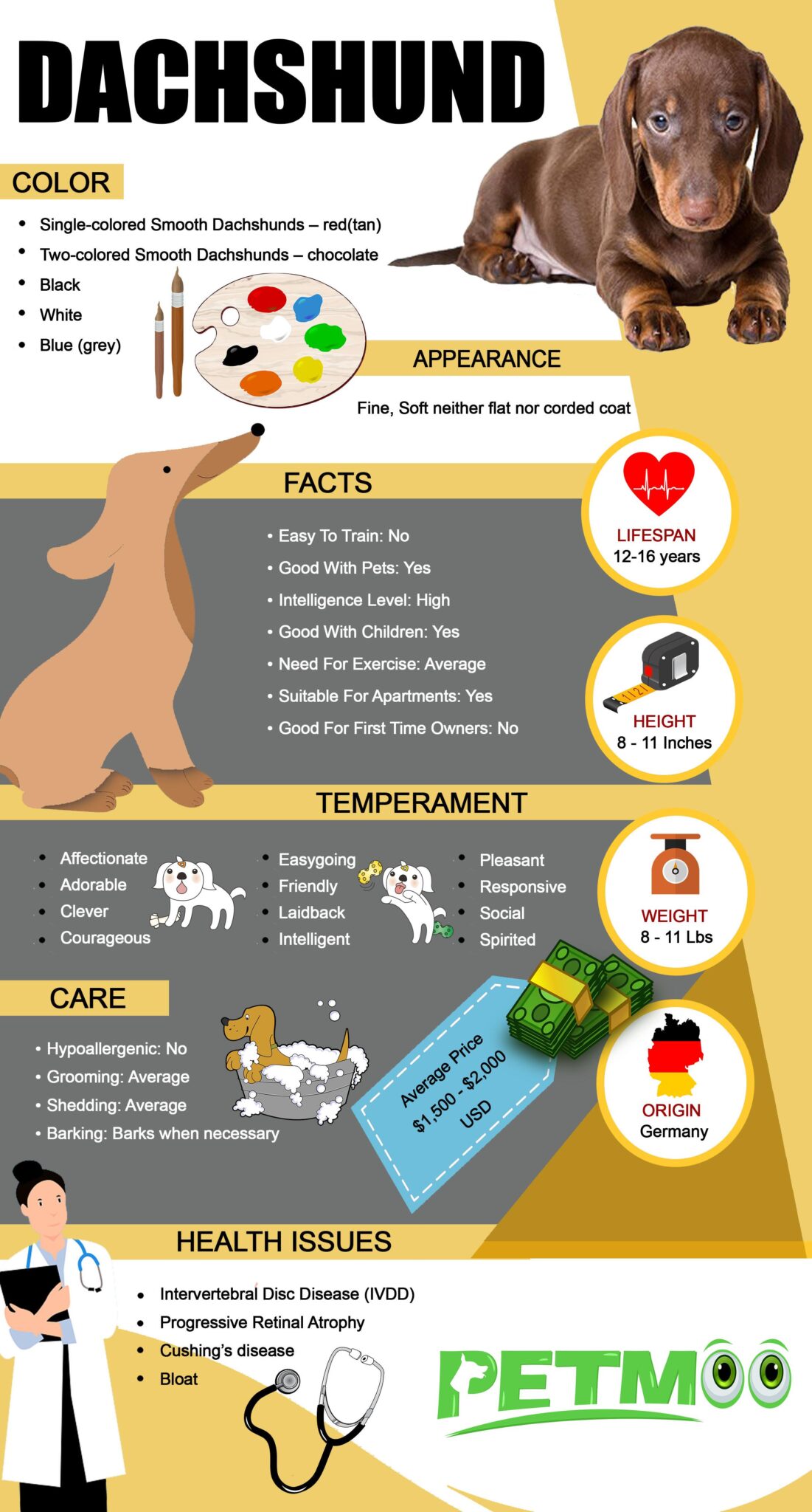 Dachshund - Temperament And Dog Breed Information - Petmoo
