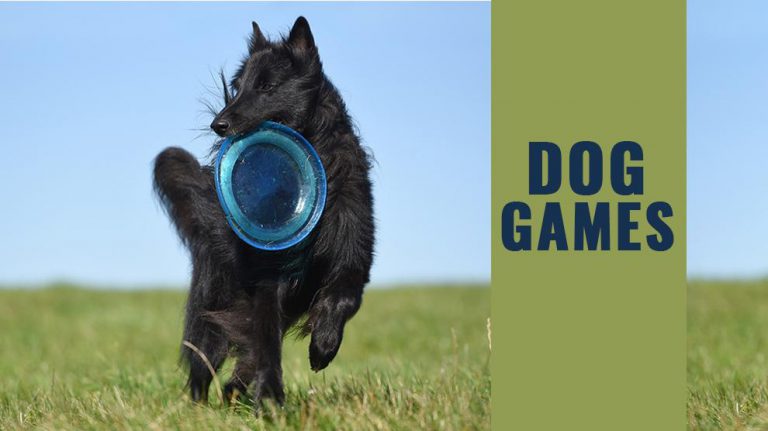 Dog Games – 100% Fun Games To Get Rid Of Dog Boredom - Petmoo