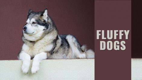 Fluffy Dog Breeds - The Softest Dogs On The Planet - Petmoo