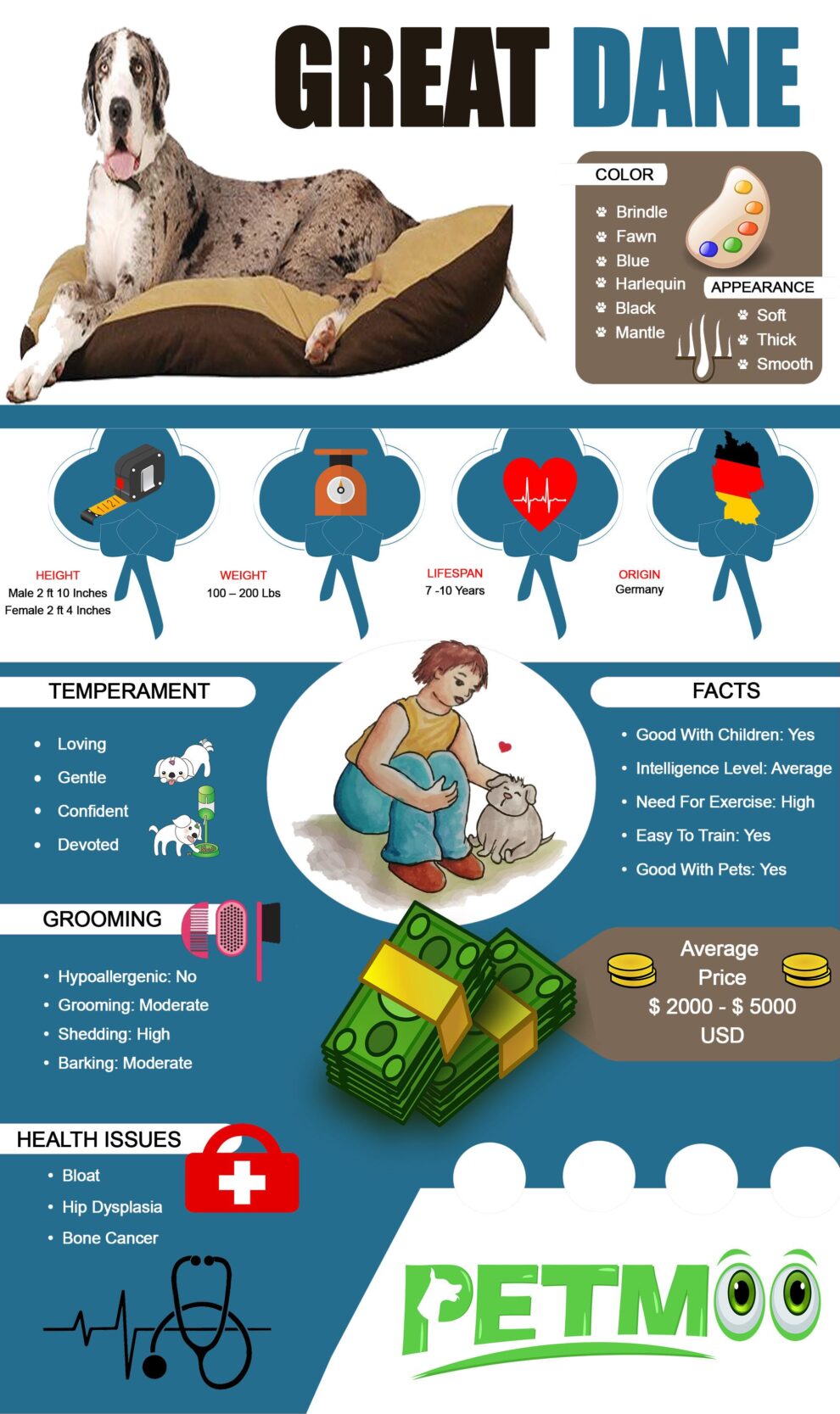 Great Dane – Dog Breed Information On The 'Apollo of Dogs' - Petmoo