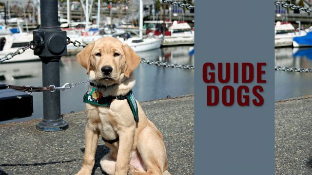Guide Dogs For The Visually Impaired - Complete Guide - Petmoo