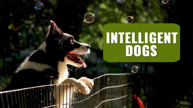 10 Intelligent Dogs That Have Amazing Canine IQ - Petmoo