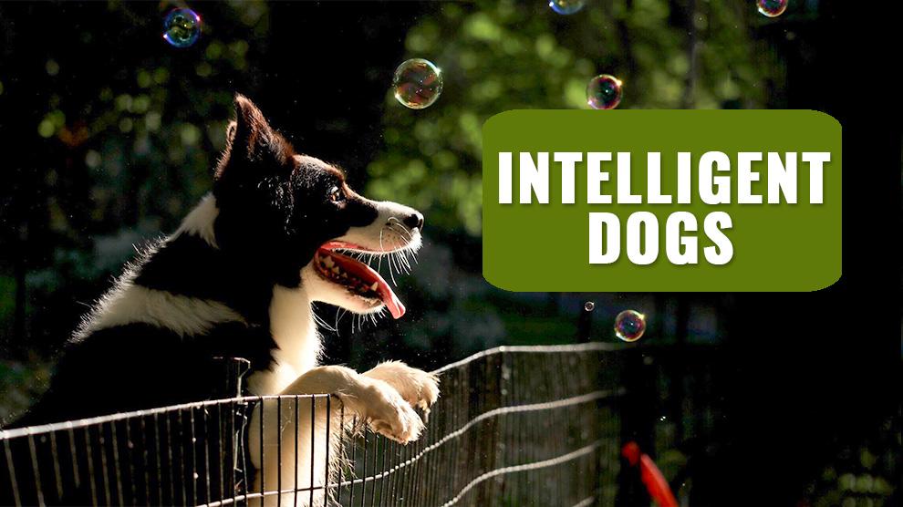 10 Intelligent Dogs That Have Amazing Canine IQ - Petmoo