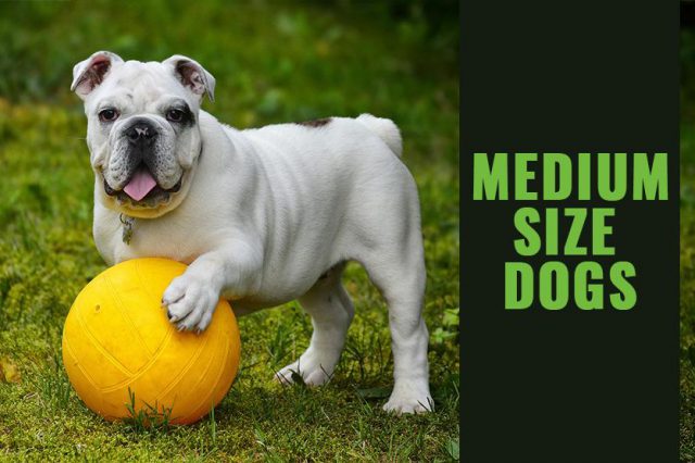 Bulldog - Dog Breed Information And Temperament - Petmoo