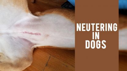 Neutering In Dogs – Why And When To Neuter Your Dog? - Petmoo