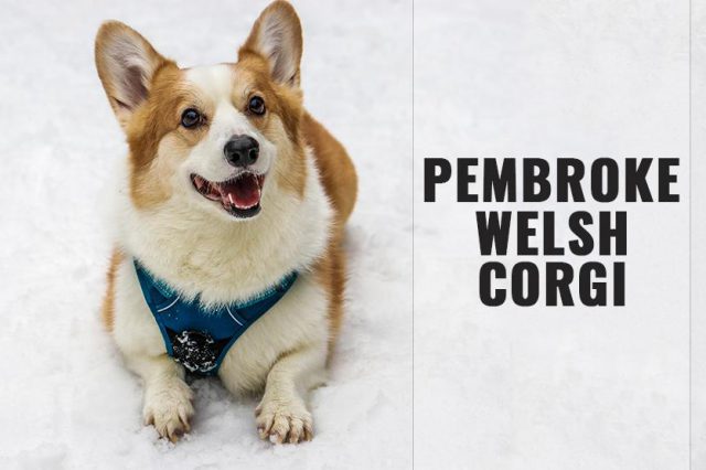 American Cocker Spaniel - Breed Information & Diet Facts - Petmoo