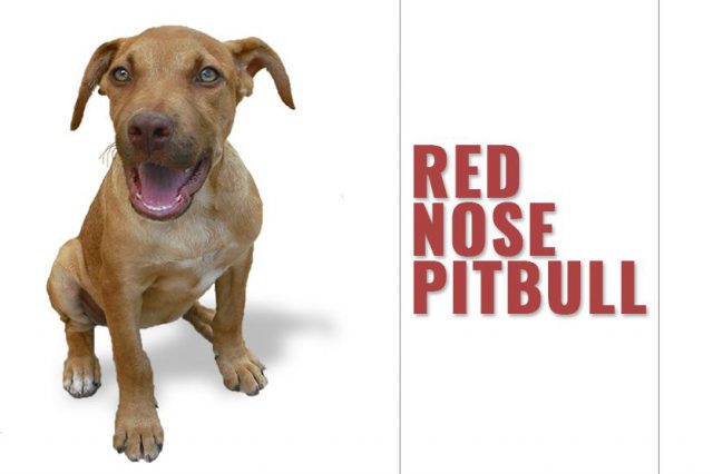 Pitbull Lab Mix - Complete Guide For A Bullador Owner - Petmoo