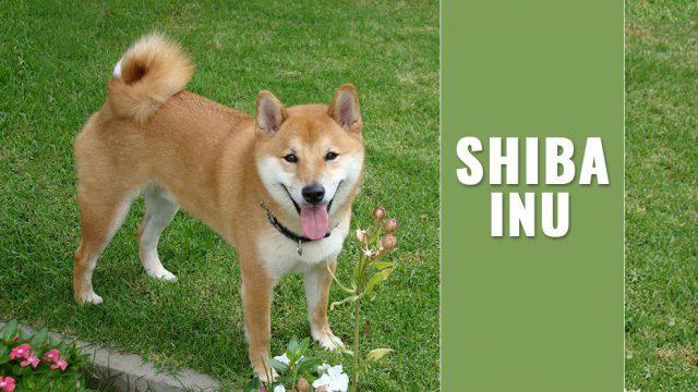 Shiba Inu - Dog Breed Information And Feeding Tips - Petmoo