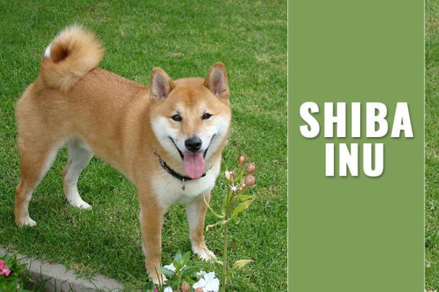 Finnish Spitz - Dog Breed Information And Temperament - Petmoo