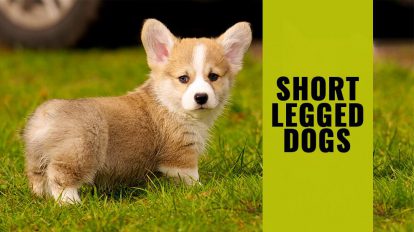 11 Short Legged Dog Breeds - Facts About The Lovable Dwarf Dogs - Petmoo