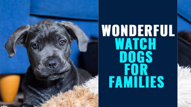 Top 12 Wonderful Watch Dogs For Families - Petmoo