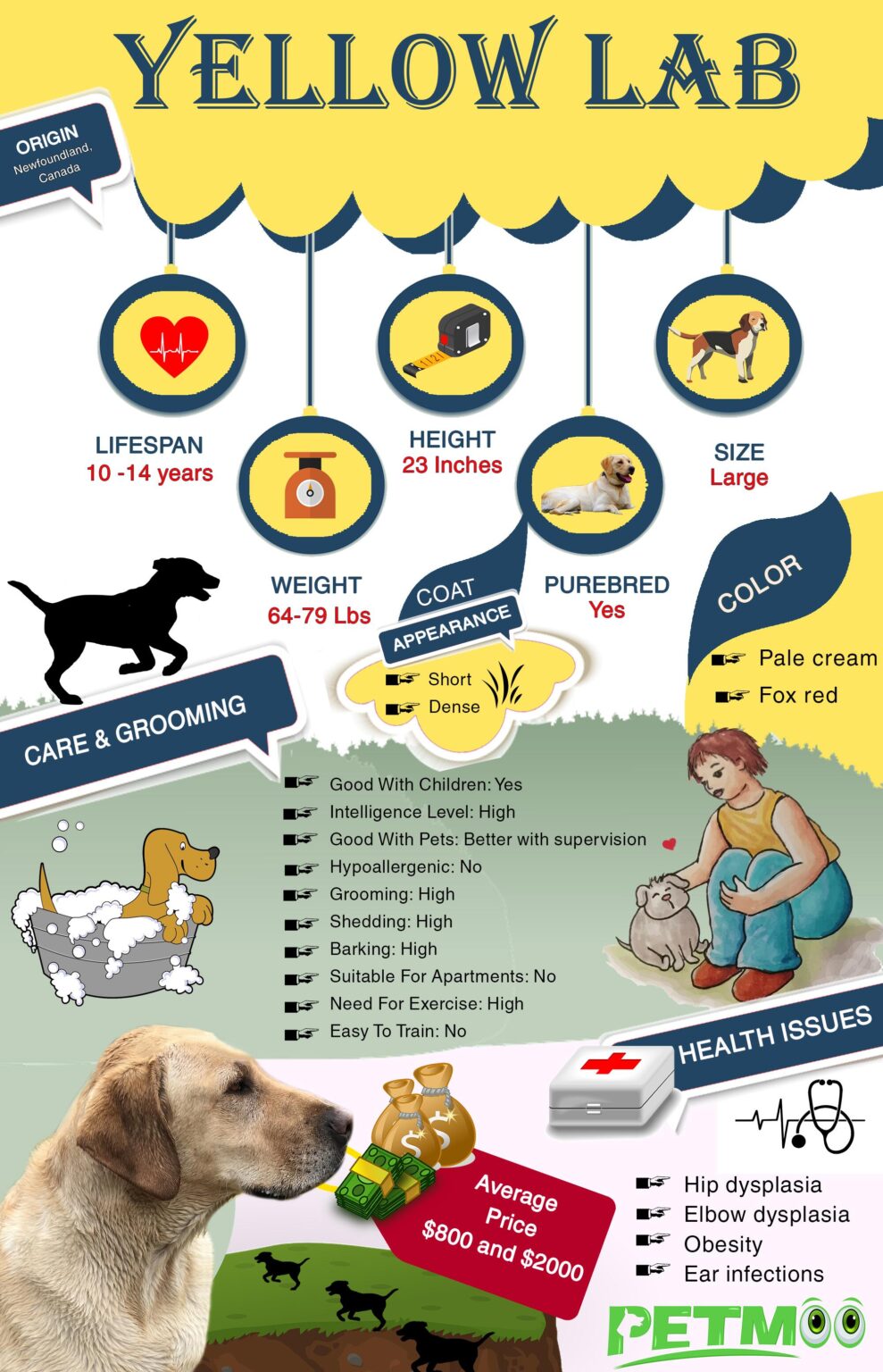 Yellow Lab – Complete Guide To The Yellow Labrador Retriever - Petmoo