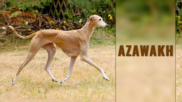 Azawakh - Dog Breed Information And Interesting Facts - Petmoo